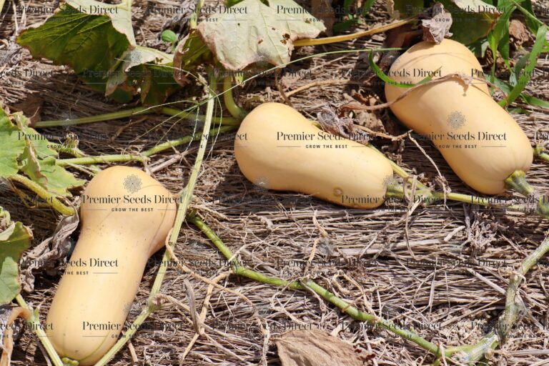 Squash Butternut Hunter F1 | Squash | Premier Seeds Direct ltd