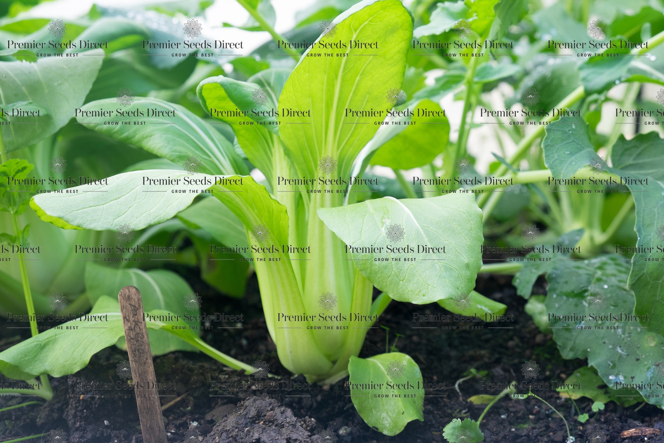 Cabbage Pak Choi Green Stem | Vegetables | Cabbage