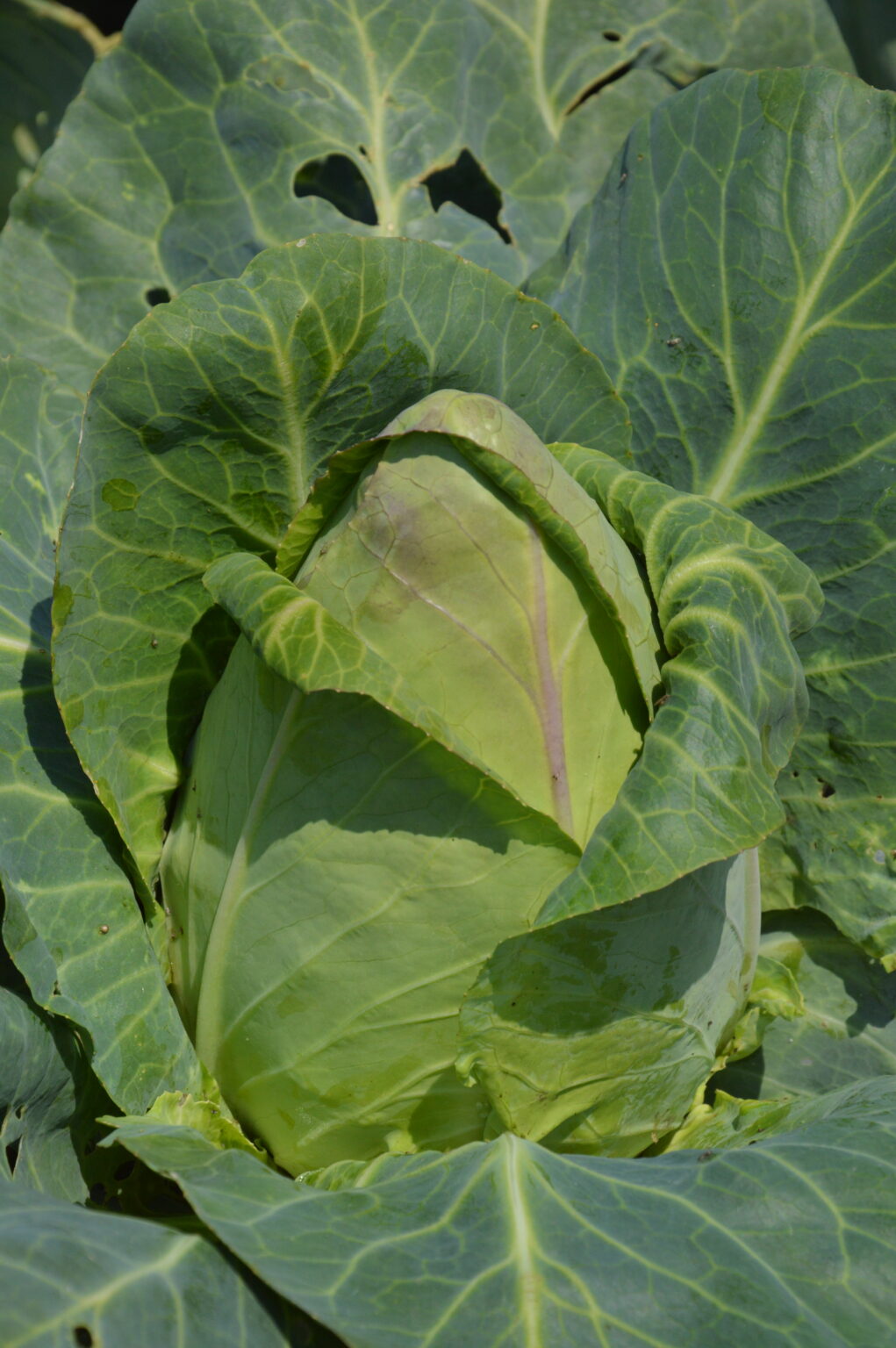 Cabbage Durham Early Spring Greens | Vegetables | Cabbage | Premier ...