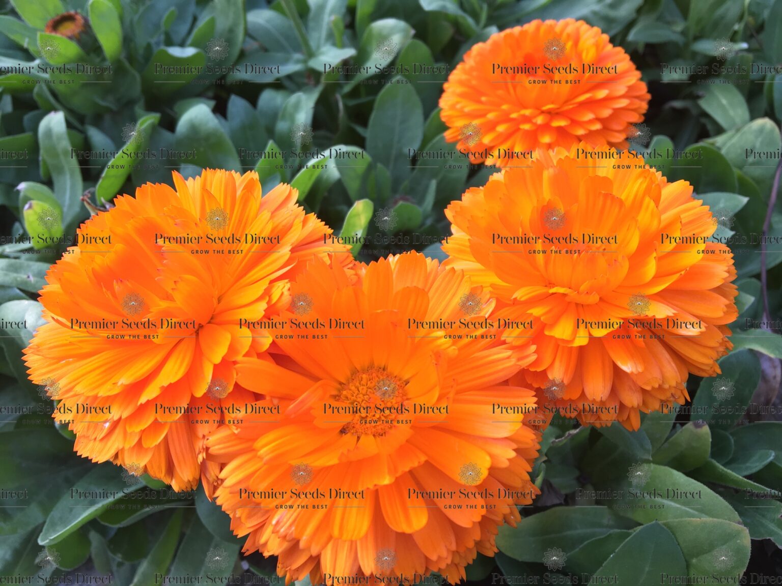 Calendula Orange King | Flowers | Premier Seeds Direct ltd