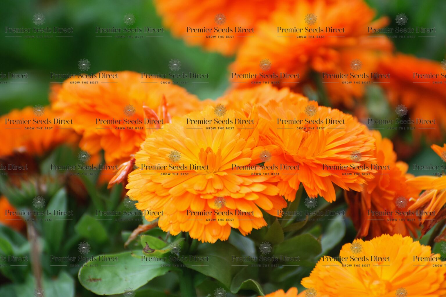 Calendula Orange King | Flowers | Premier Seeds Direct ltd