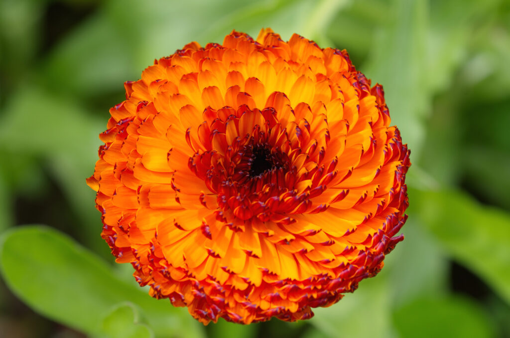 Calendula Neon - Flowers - Neon New | Calendula | Premier Seeds Direct ltd