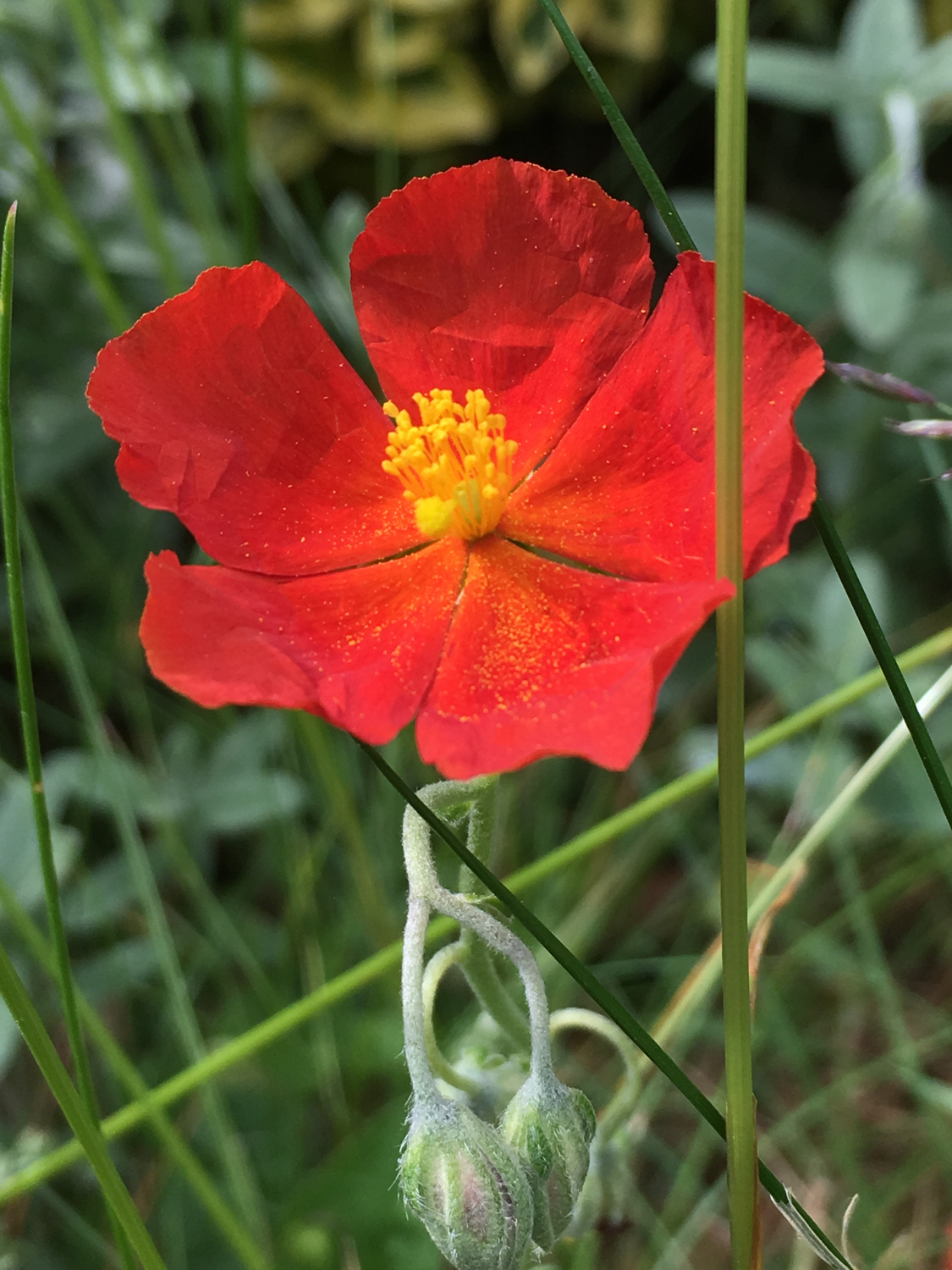 California Poppy Red Chief | Flowers | Premier Seeds Direct ltd