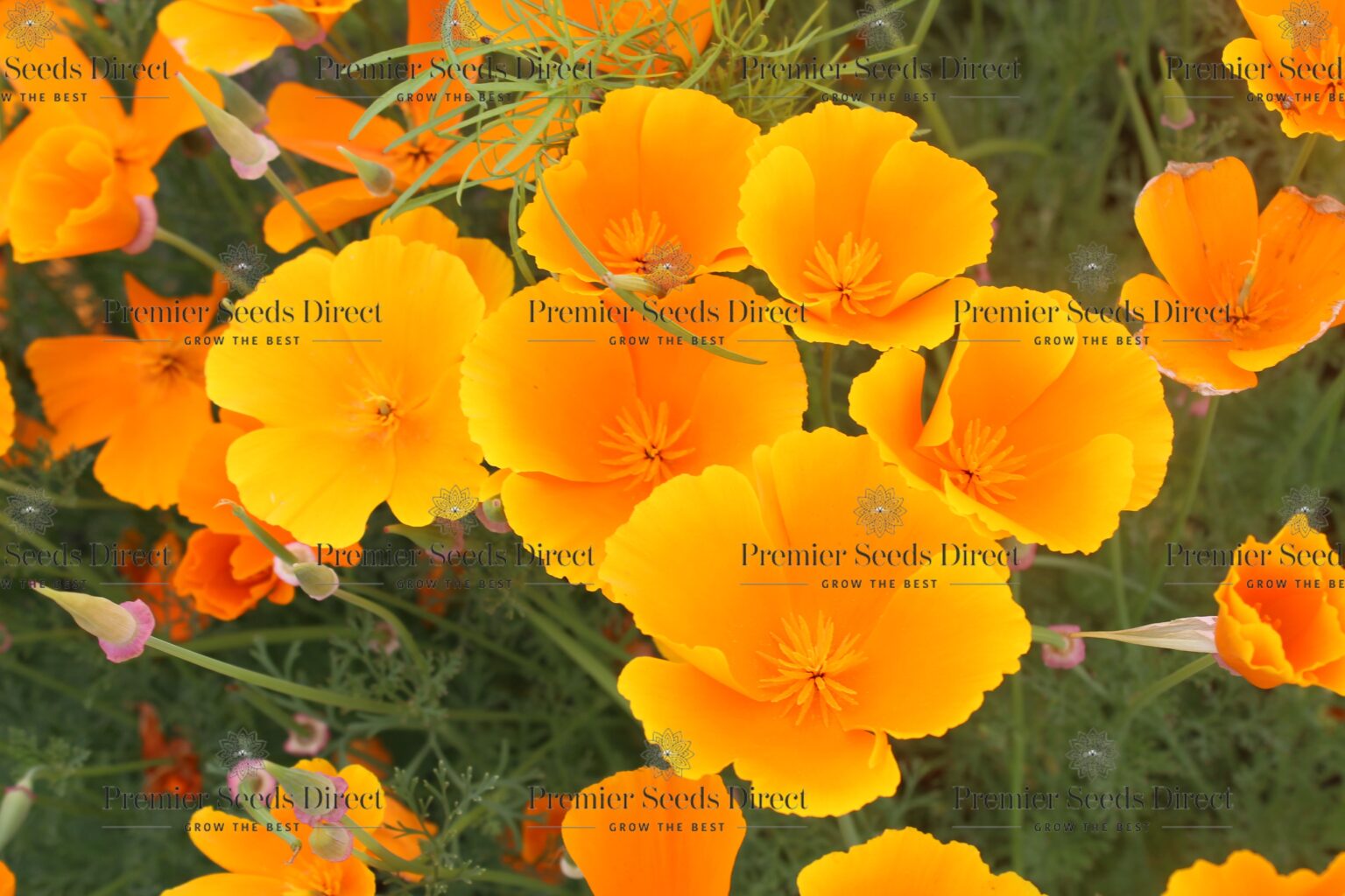 California Poppy Golden West | Flowers | Premier Seeds Direct ltd