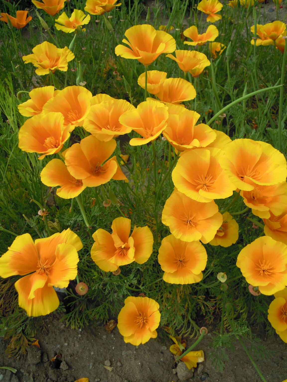 California Poppy Golden West | Flowers | Premier Seeds Direct ltd
