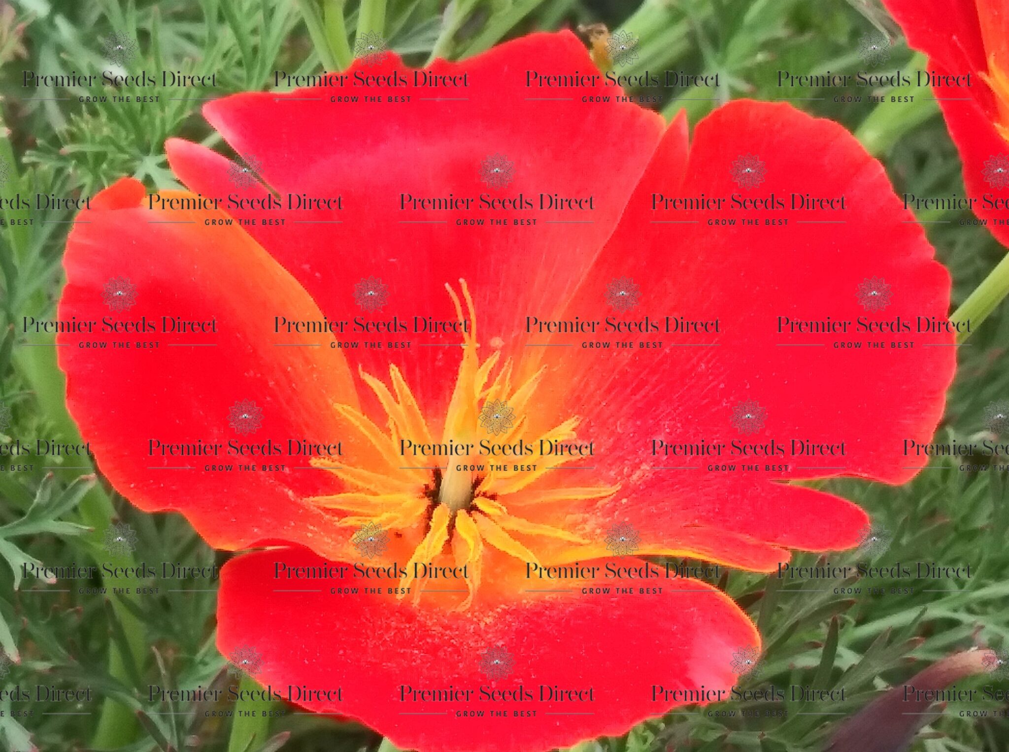 California Poppy Red Chief | Flowers | Premier Seeds Direct ltd
