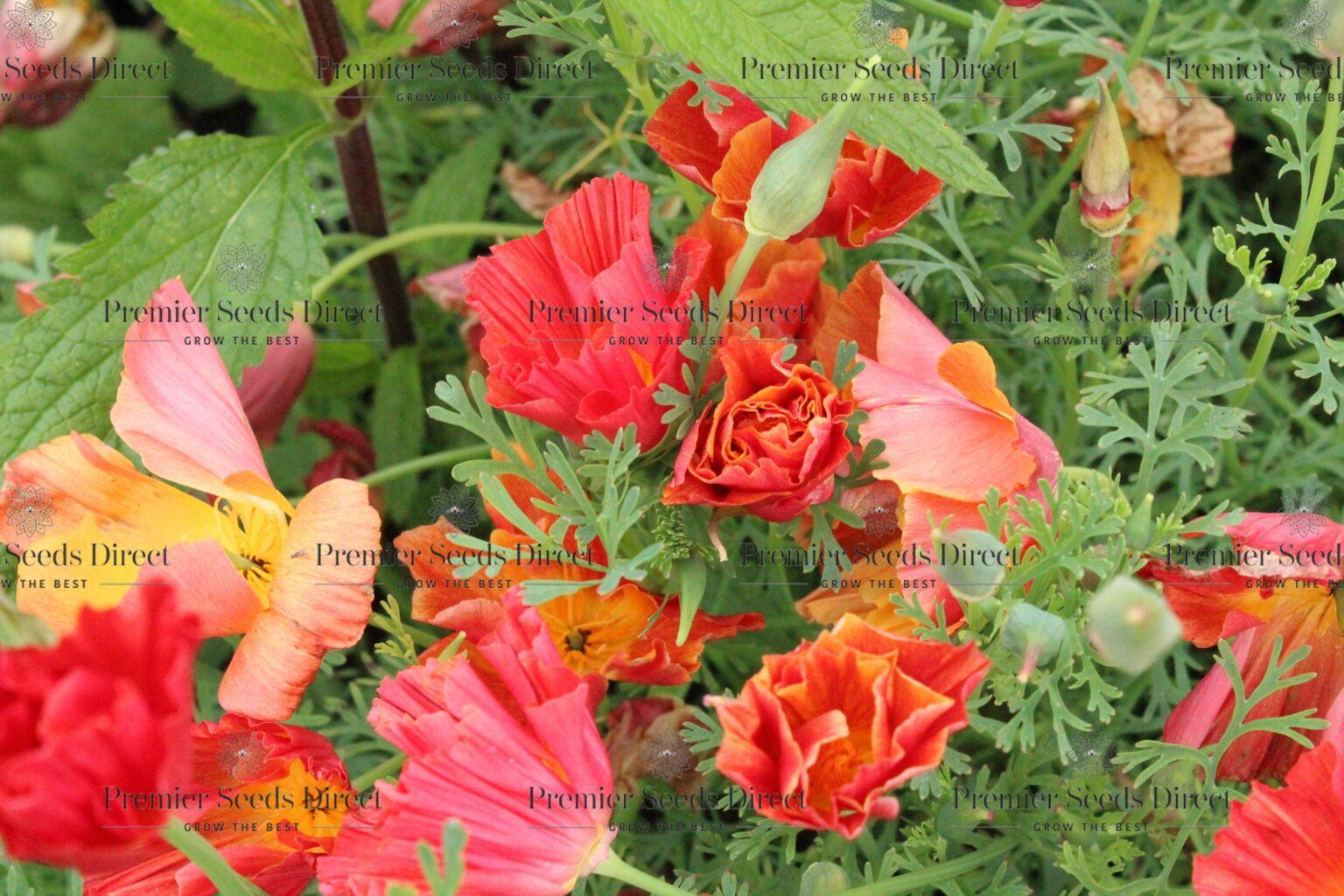 California Poppy Mission Bells | Flowers | Premier Seeds Direct ltd