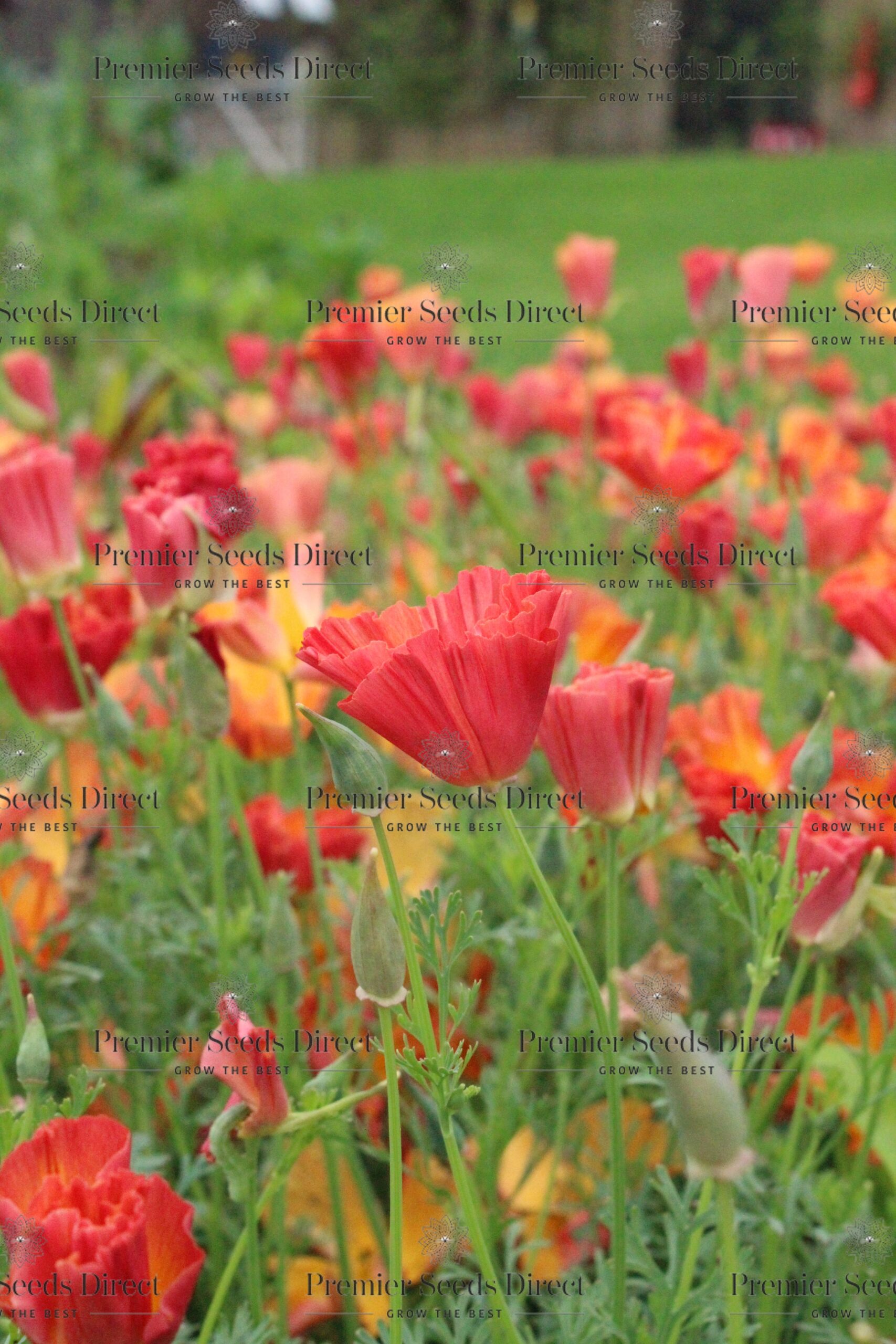 California Poppy Mission Bells | Flowers | Premier Seeds Direct ltd