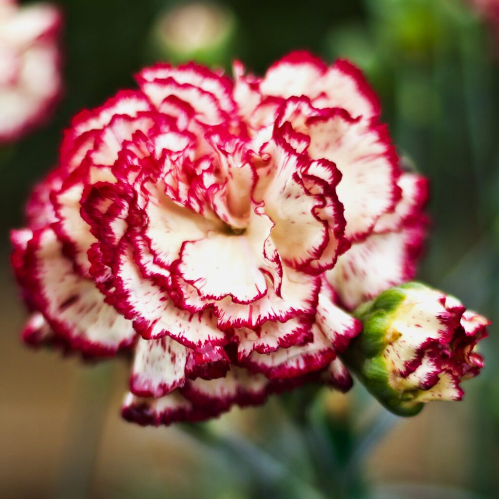 Carnation (Dianthus) Double Striped - Premier Seeds Direct
