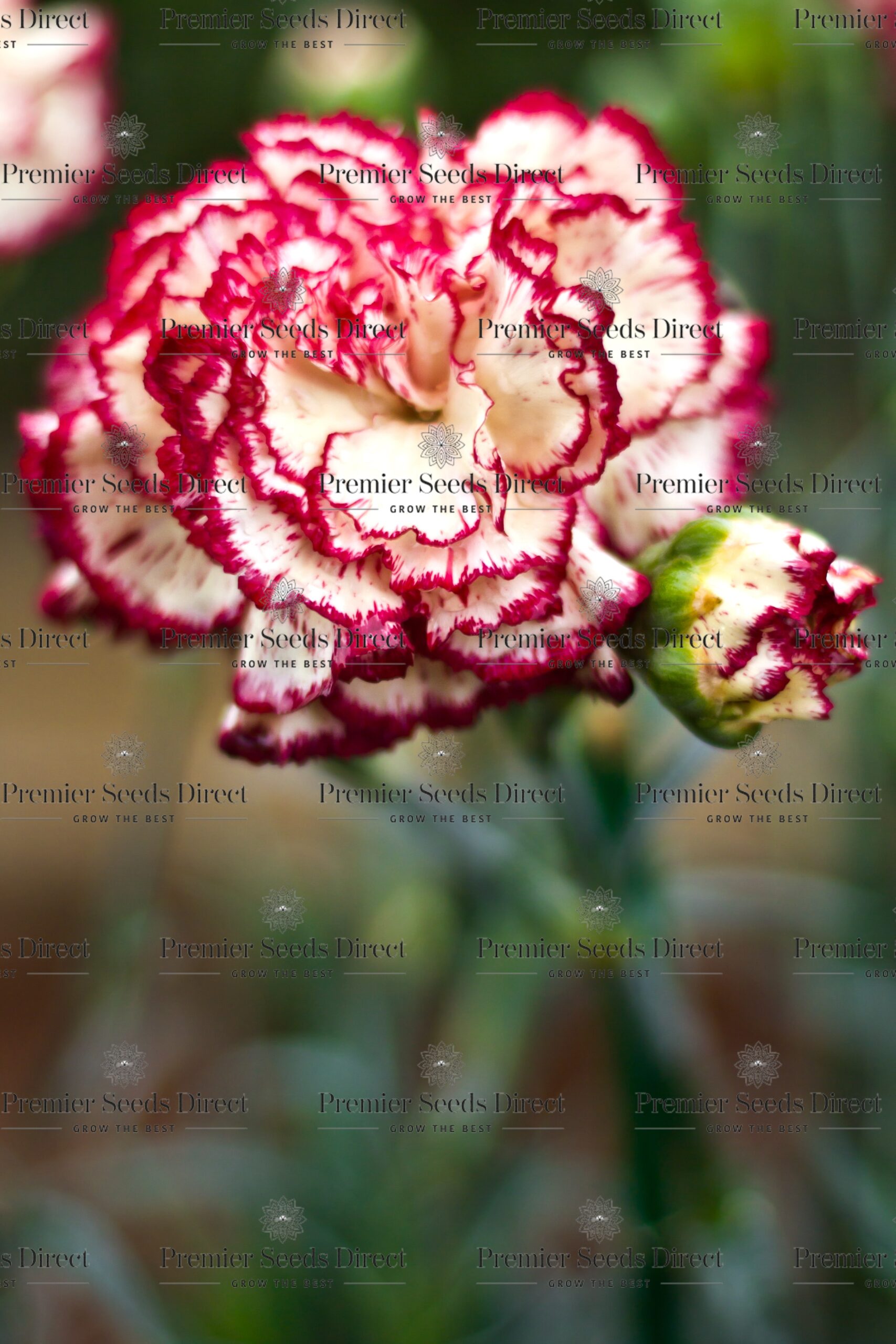 Carnation Double Striped | Flowers | Premier Seeds Direct ltd