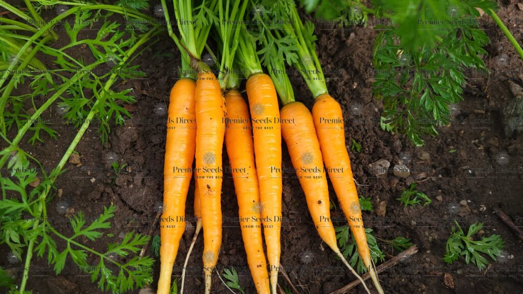 Miniature Carrot Little Finger | Carrot | Premier Seeds Direct ltd