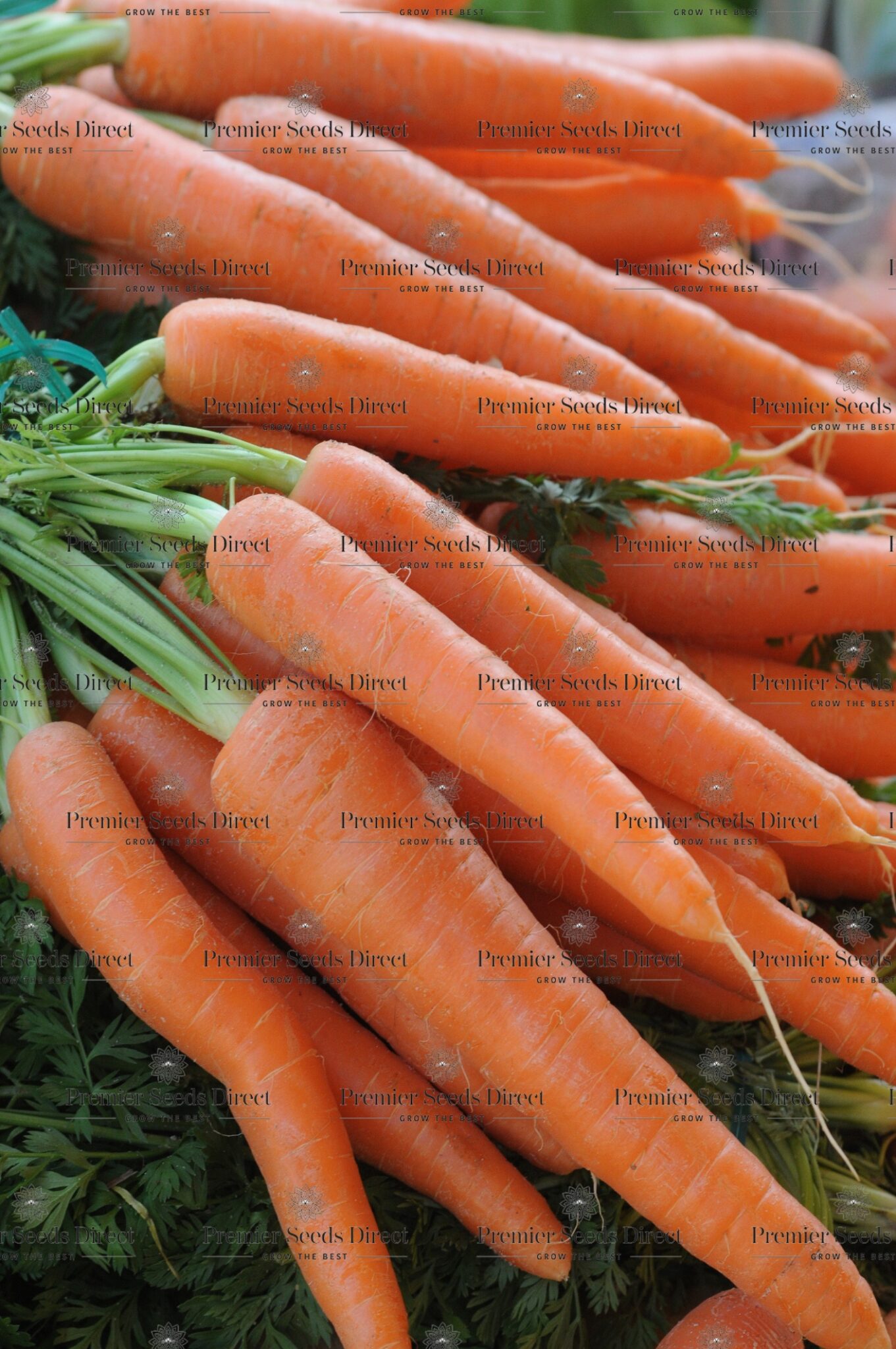 Carrot Scarlet Nantes | Carrot | Premier Seeds Direct ltd