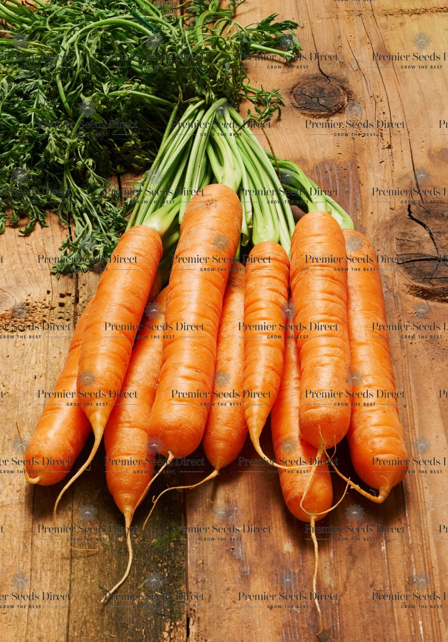 Carrot Touchon | Carrot | PREMIER SEEDS DIRECT LTD