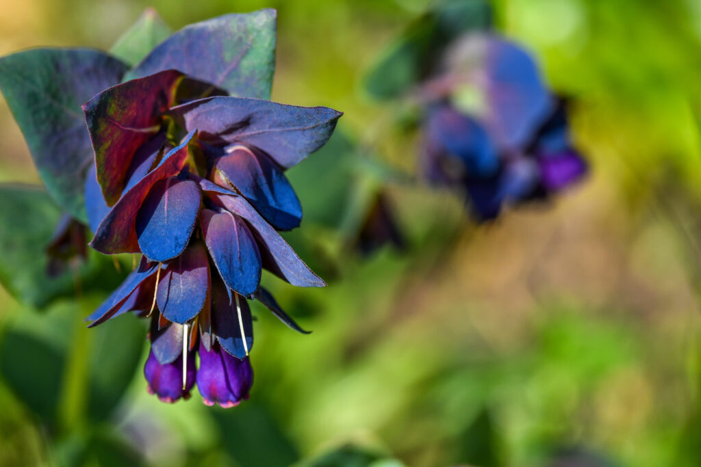 CERINTHE MAJOR | CERINTHE | PREMIER SEEDS DIRECT LTD