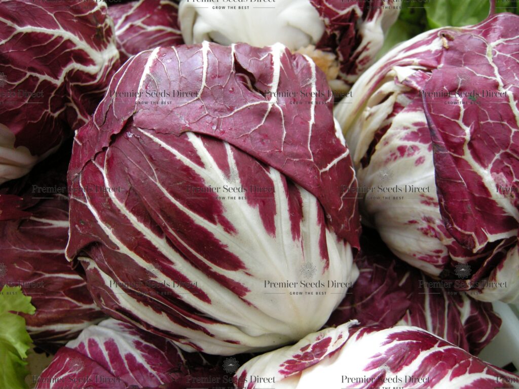 Chicory Red Ball Averto (Med To Late) | Vegetables | Chicory | Premier ...