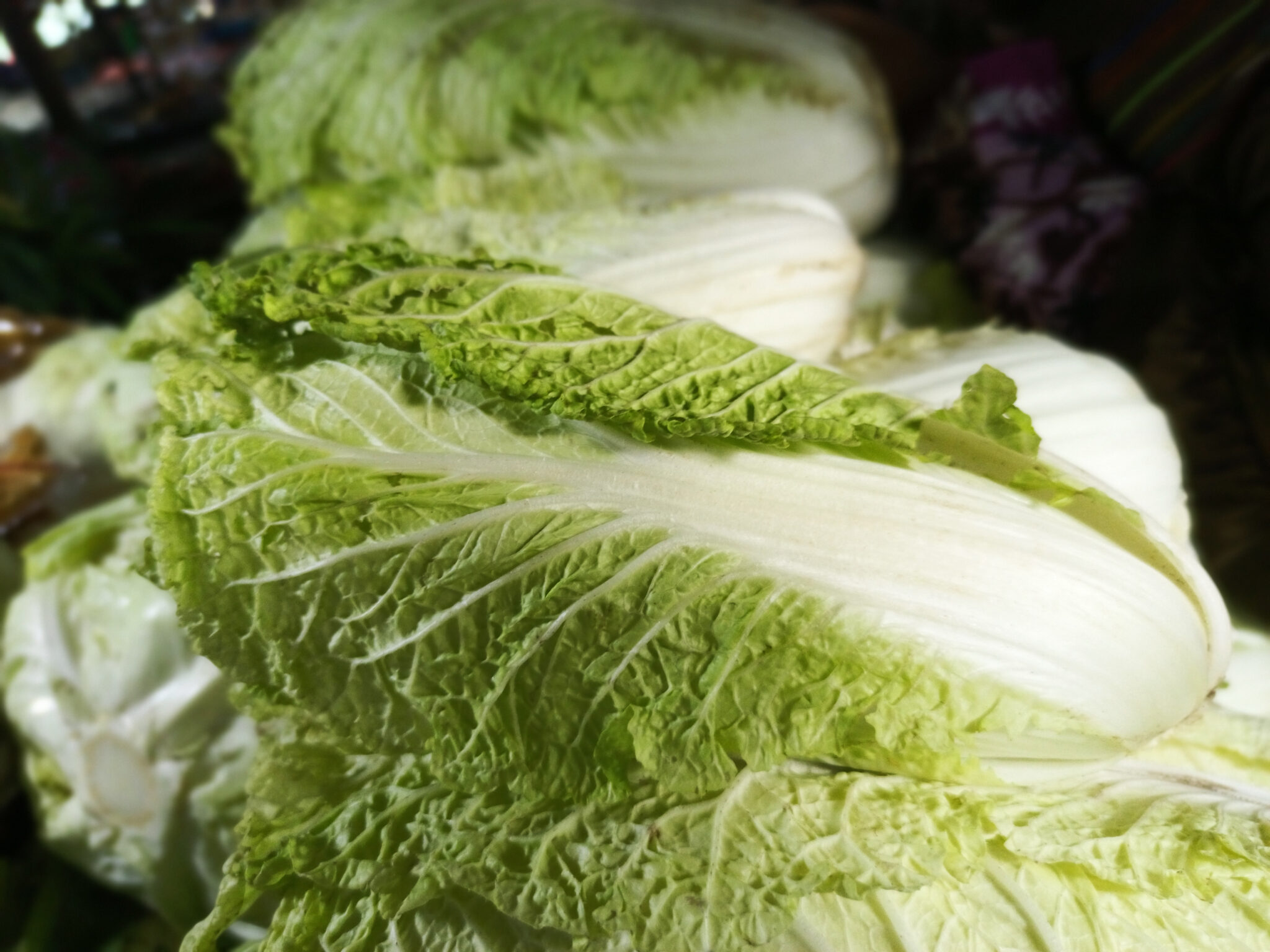 Chinese Cabbage Michihili | Cabbage | Premier Seeds Direct ltd
