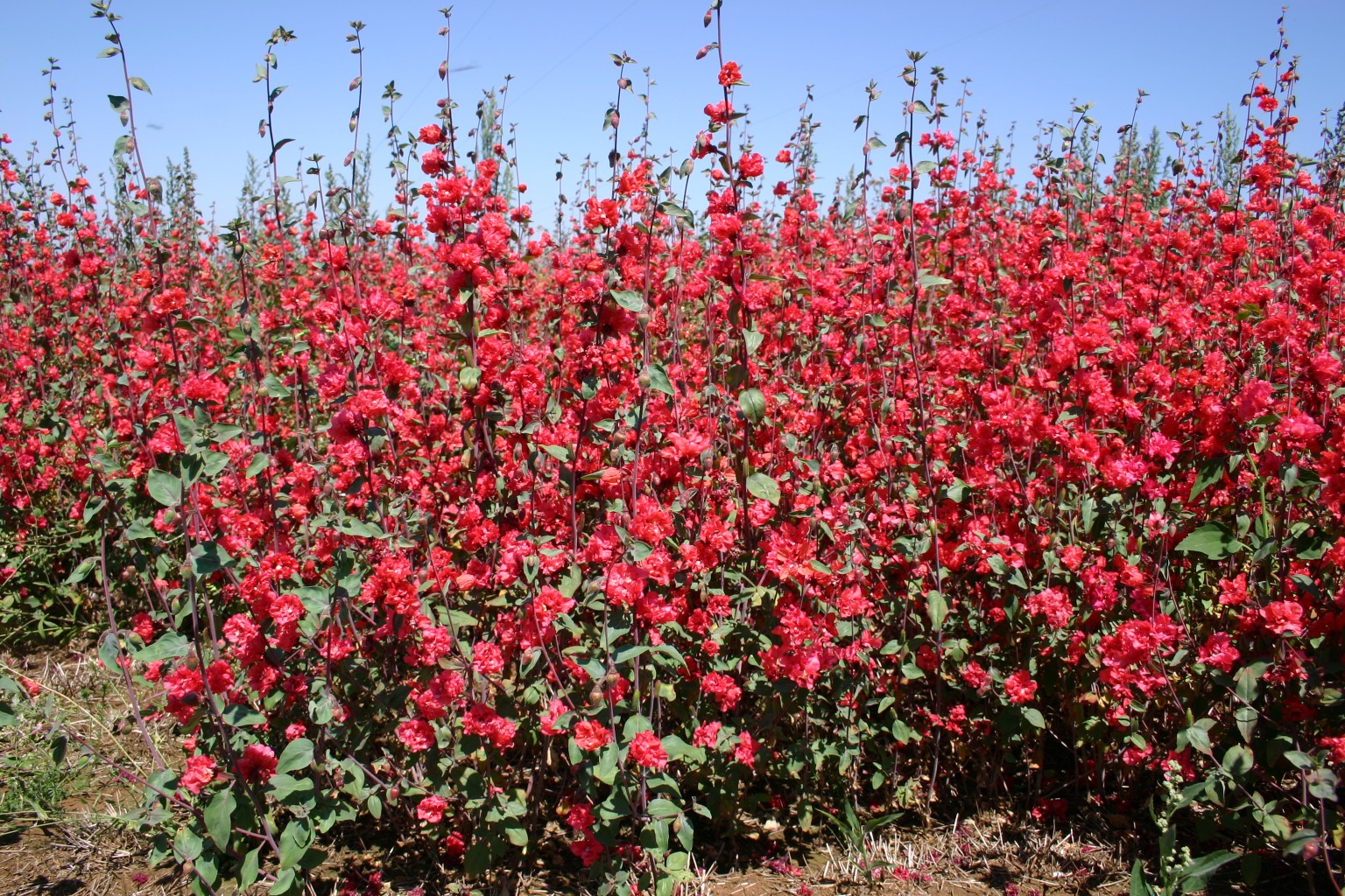 Clarkia double red - Premier Seeds Direct