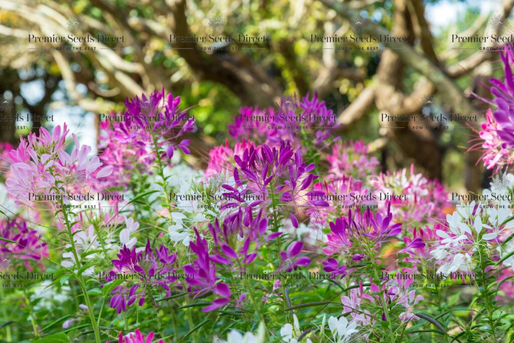 Cleome Spider Plant Cleome new | Cleome | Premier Seeds Direct ltd