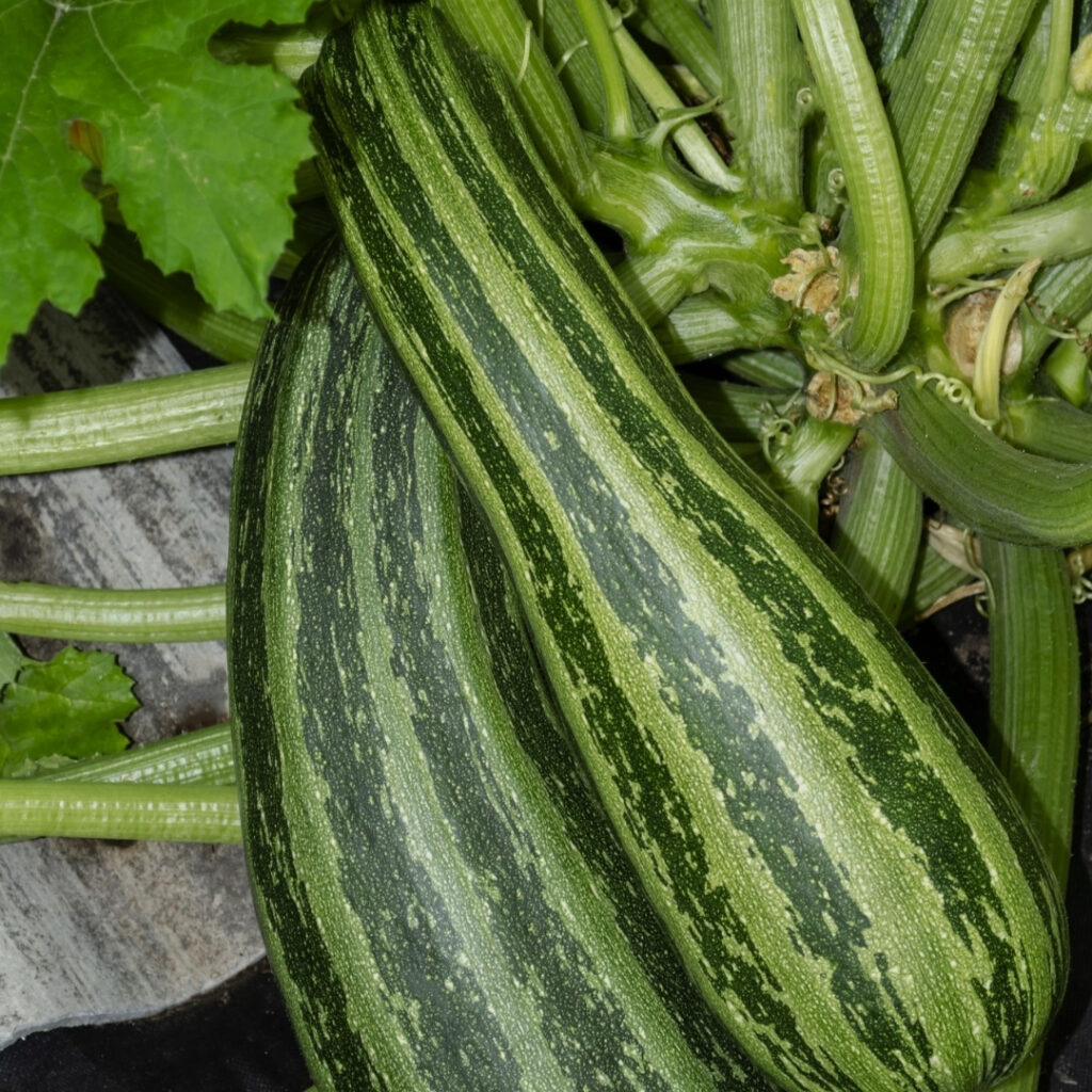 Italian Courgette Cocozelle Di Napoli | Courgette