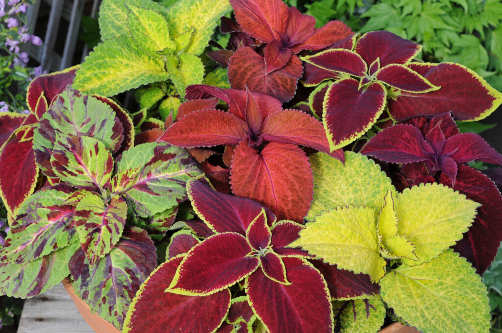 Coleus Wizard Mix | Flowers | Premier Seeds Direct ltd
