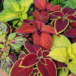 Coleus Wizard Mix | Flowers | Premier Seeds Direct ltd