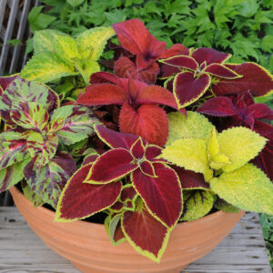 Coleus Wizard Mix | Flowers | Premier Seeds Direct ltd