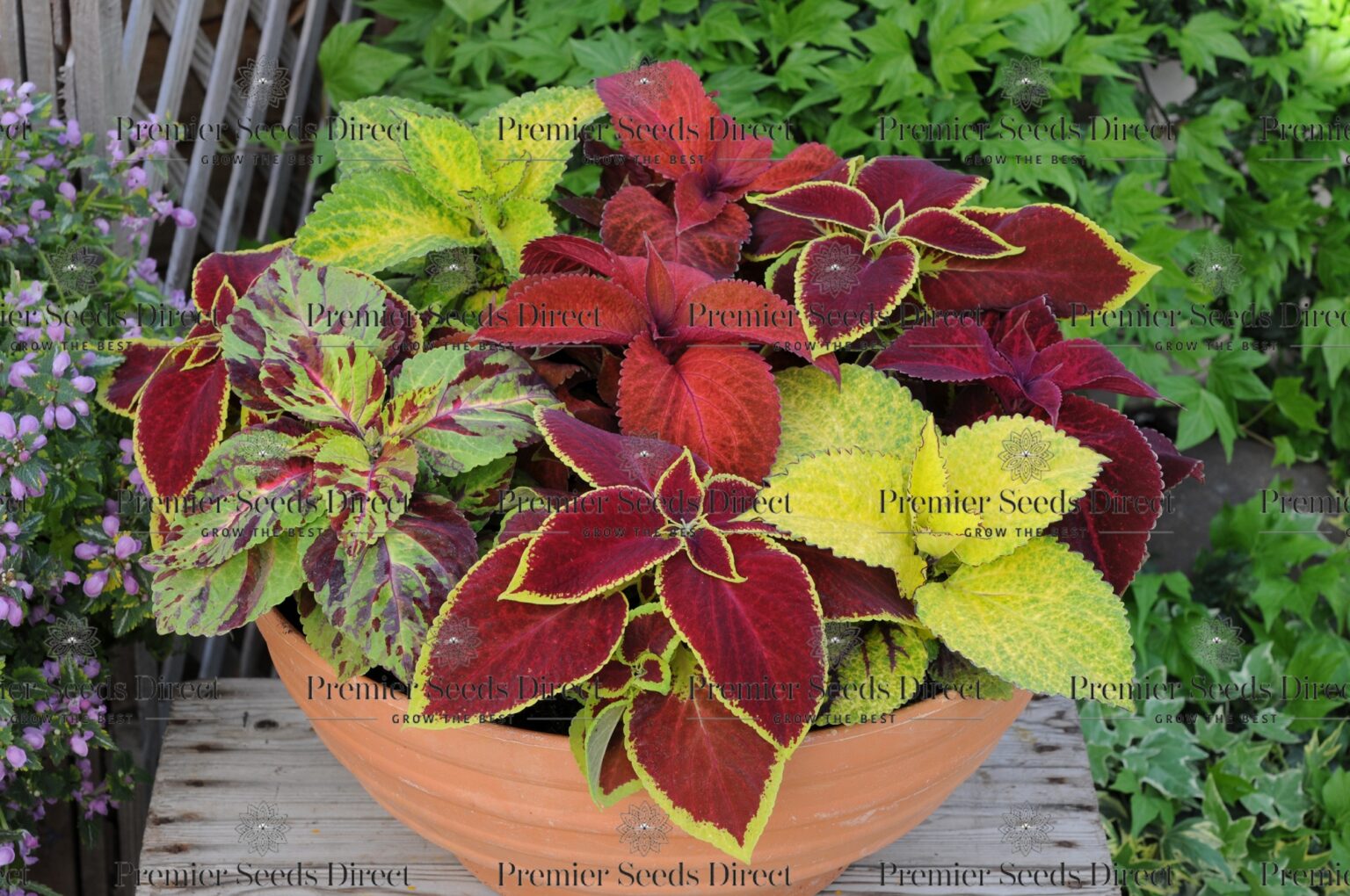 Coleus Wizard Mix | Flowers | Premier Seeds Direct ltd
