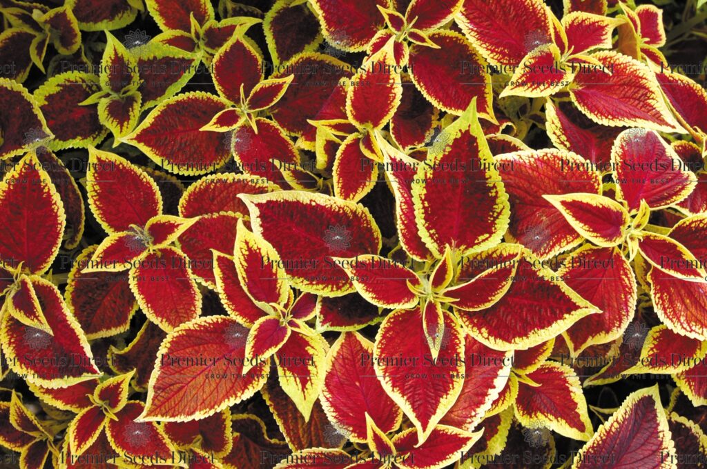 Coleus Wizard Scarlet | Flowers | Premier Seeds Direct ltd