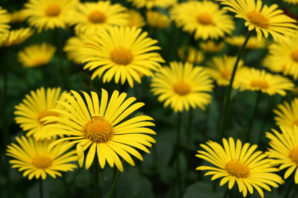 Corn Marigold Glebionis Segetum | Flowers | Wild Flowers | Corn ...