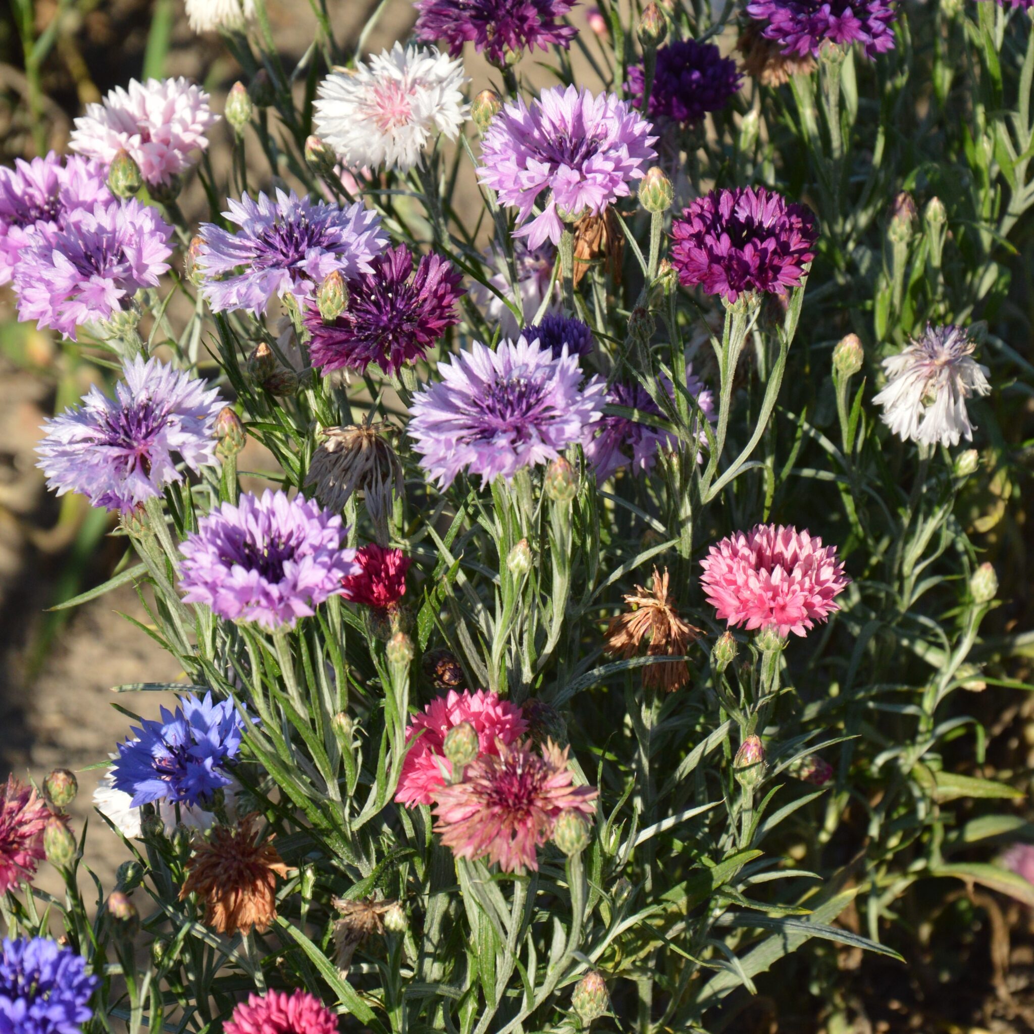 Polka Dot Mix Cornflower | Flowers | Premier Seeds Direct ltd