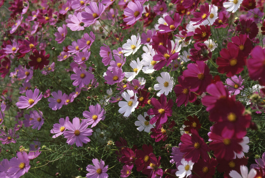 Cosmos Dwarf Mix | Flowers | Premier Seeds Direct ltd