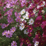 Cosmos Dwarf Mix | Flowers | Premier Seeds Direct ltd