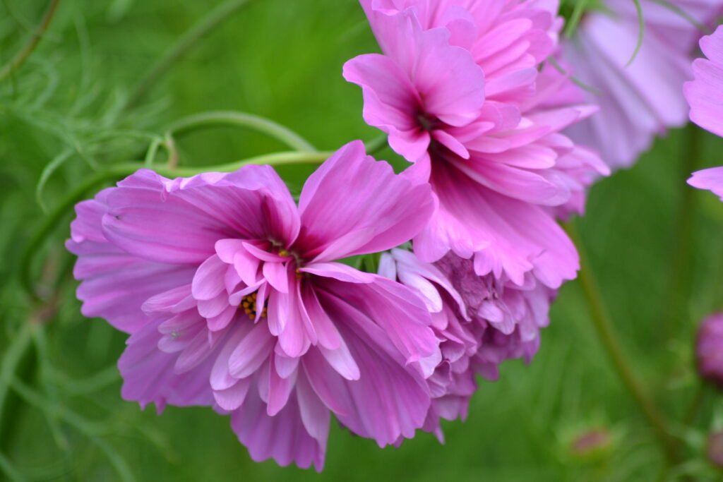 COSMOS - BIPINNATUS - FIZZY PINK | COSMOS | PREMIER SEEDS DIRECT LTD