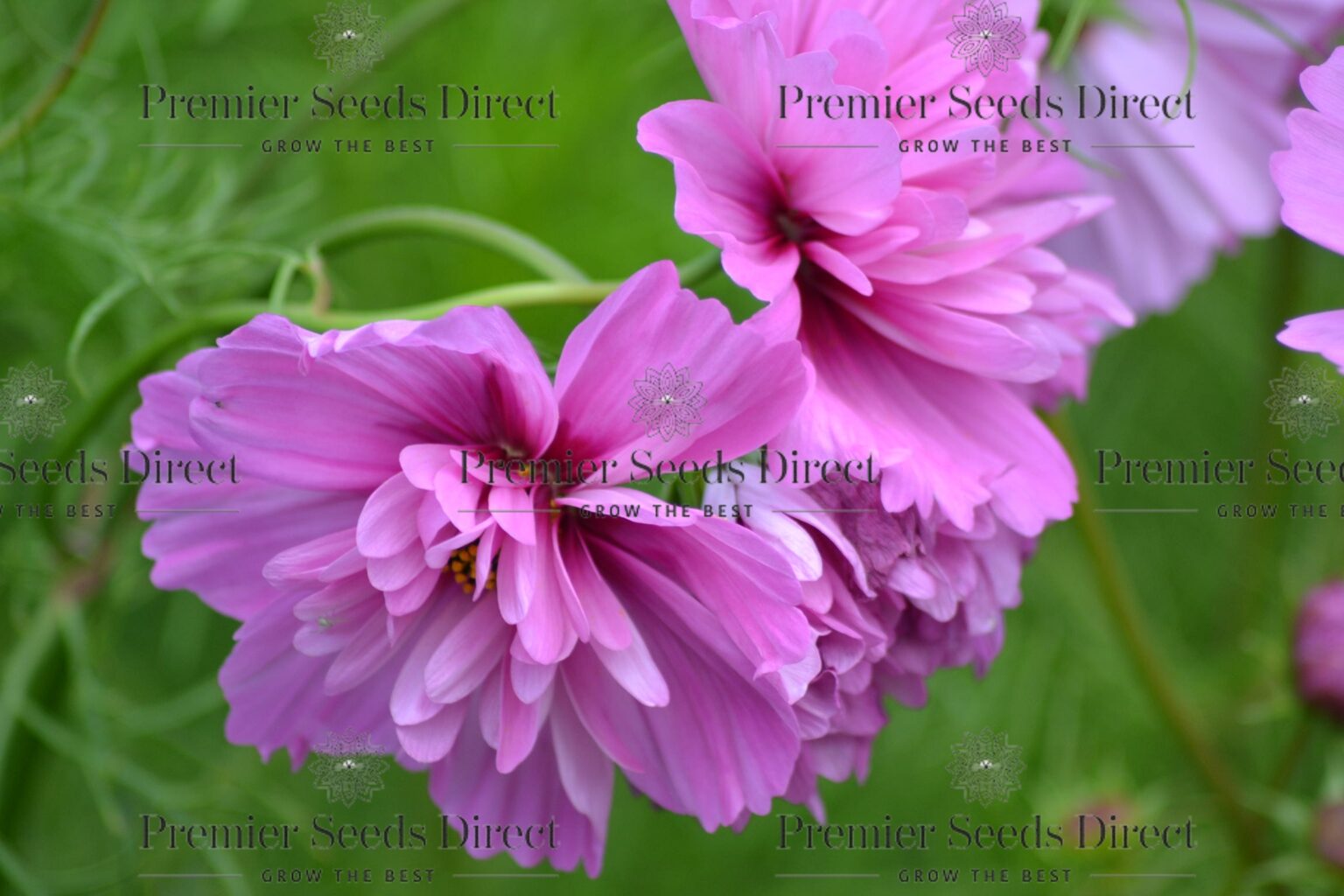 COSMOS - BIPINNATUS - FIZZY PINK | COSMOS | PREMIER SEEDS DIRECT LTD