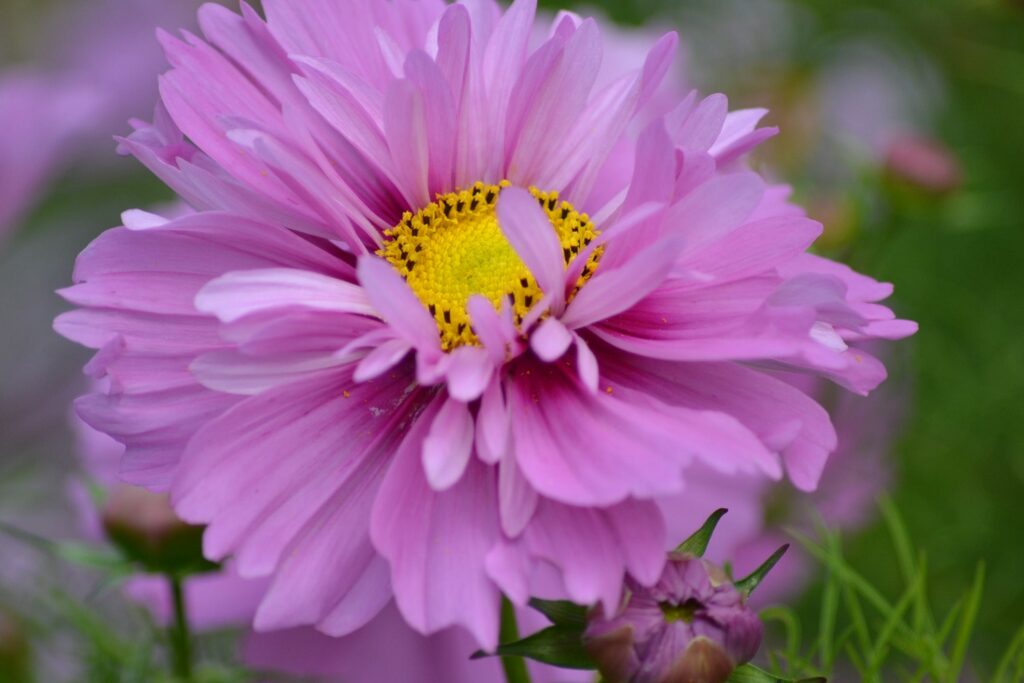 COSMOS - BIPINNATUS - FIZZY PINK | COSMOS | PREMIER SEEDS DIRECT LTD