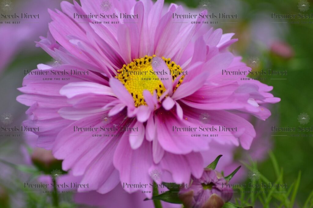 COSMOS - BIPINNATUS - FIZZY PINK | COSMOS | PREMIER SEEDS DIRECT LTD