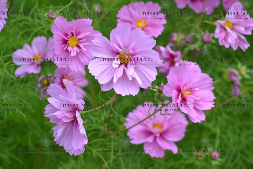 COSMOS - BIPINNATUS - FIZZY PINK | COSMOS | PREMIER SEEDS DIRECT LTD