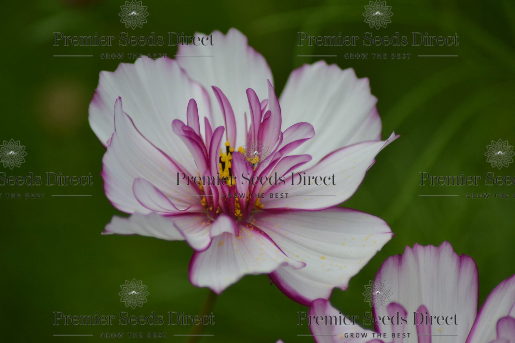 COSMOS - BIPINNATUS - FIZZY ROSE PICOTEE | COSMOS | PREMIER SEEDS ...