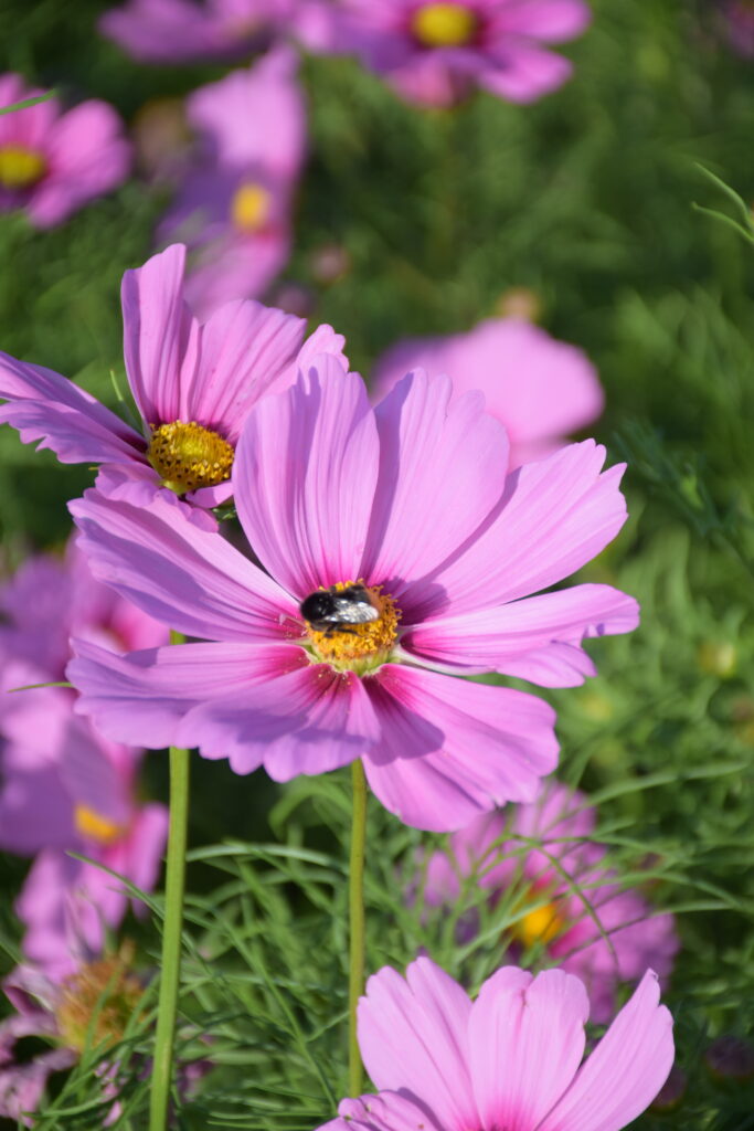 Cosmos Bipinnatus Gloria | Flowers | Premier Seeds Direct ltd