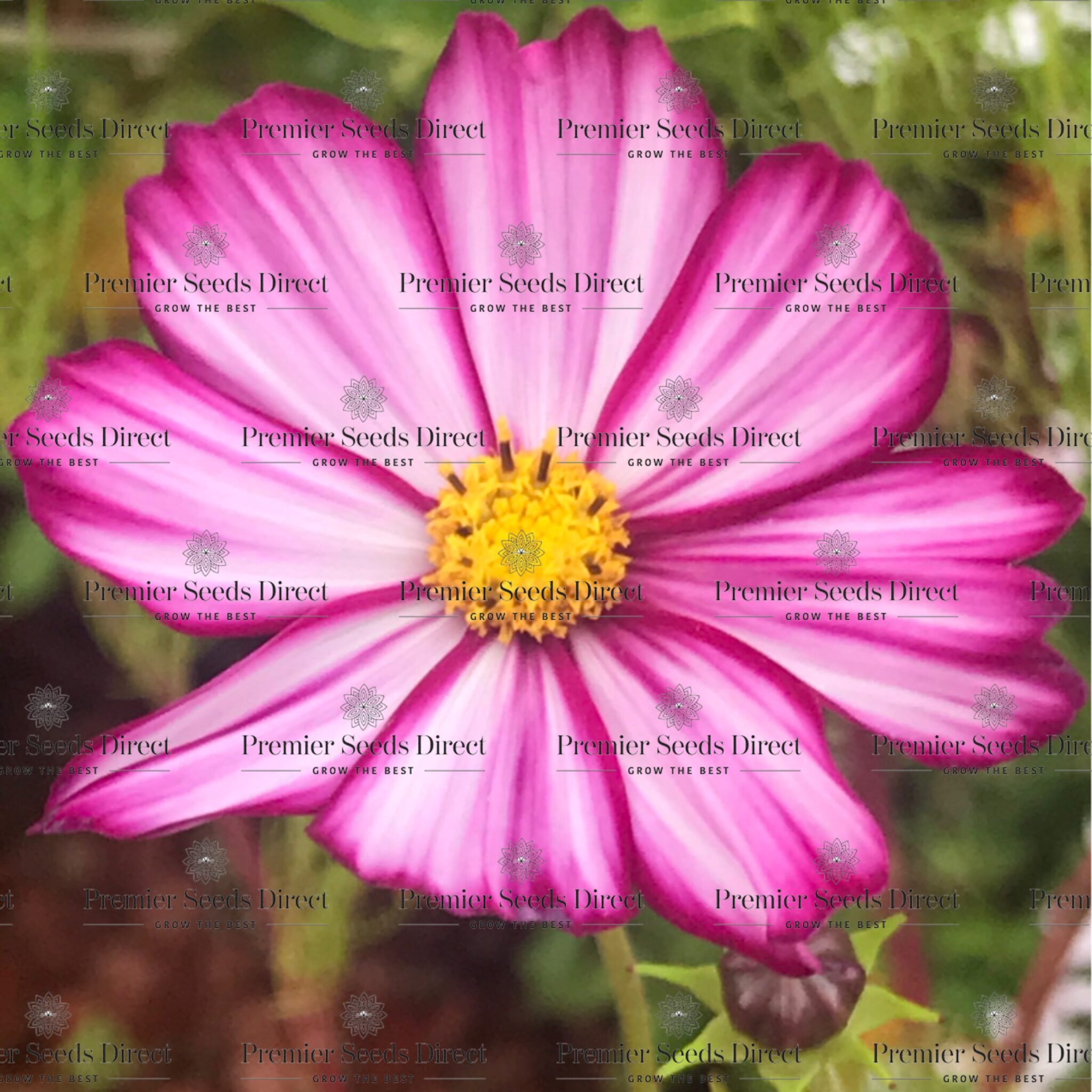 Cosmos Bipinnatus Picotee | Flowers | Premier Seeds Direct ltd