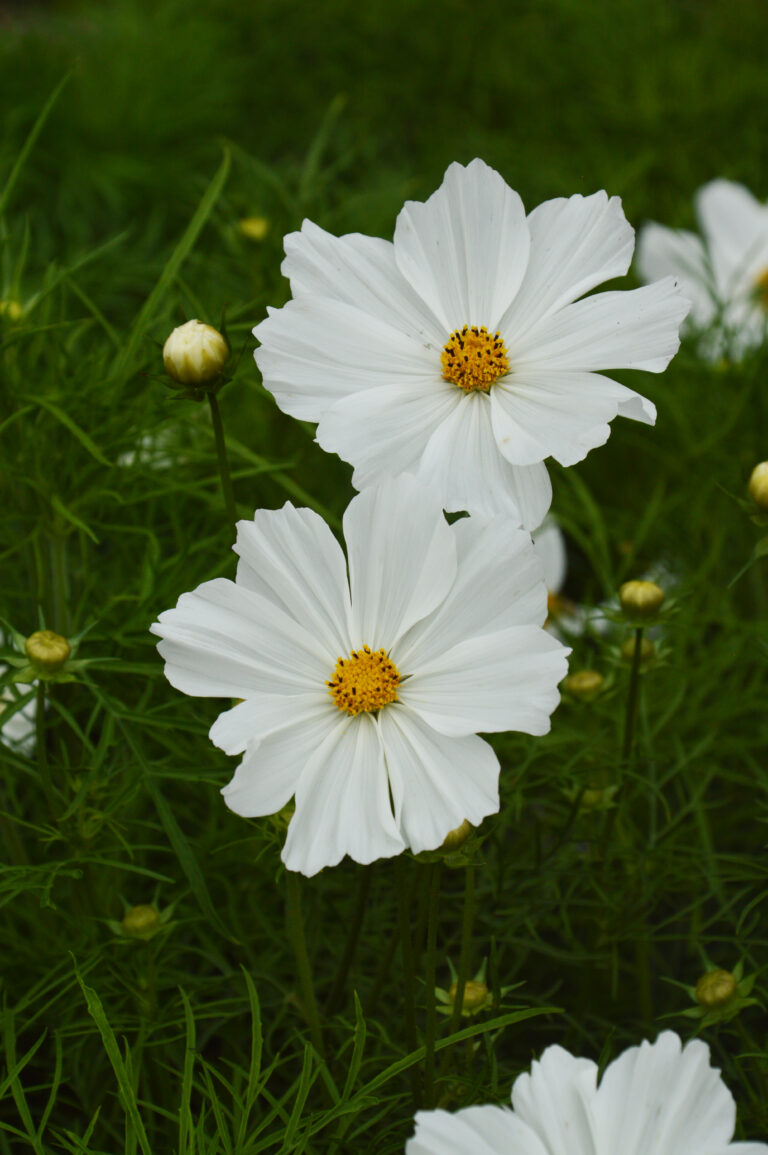 Cosmos Bipinnatus Purity | Flowers | Premier Seeds Direct ltd