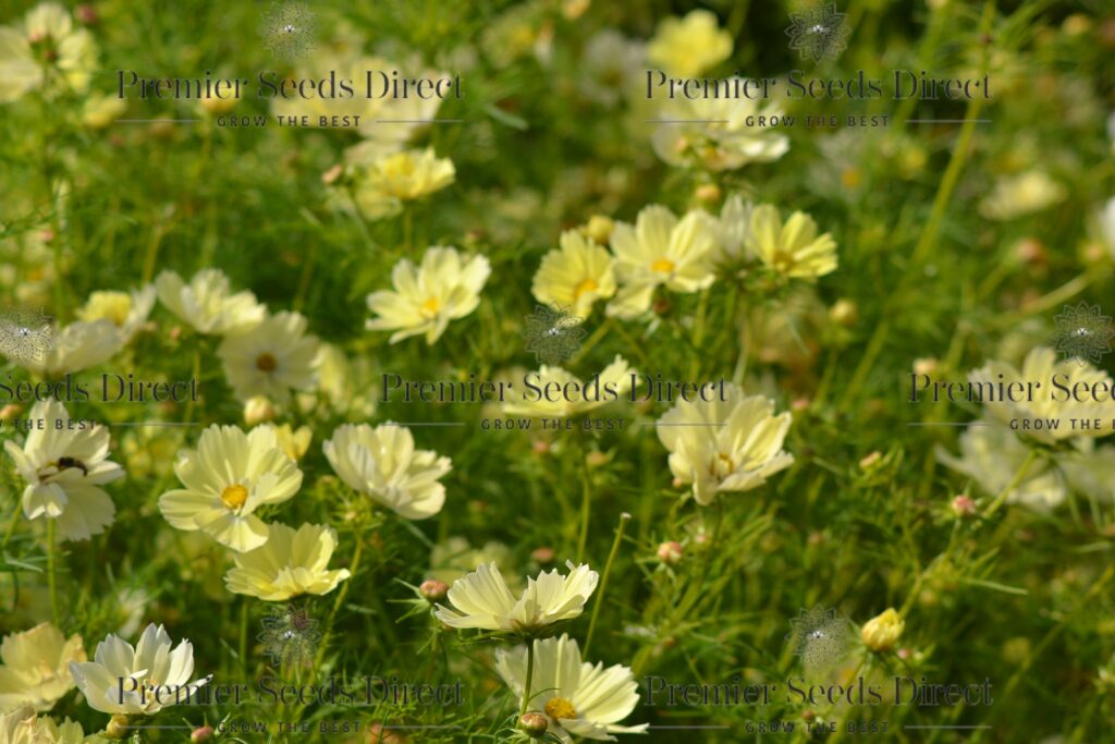COSMOS - BIPINNATUS - XANTHOS | Flower | Premier Seeds Direct ltd