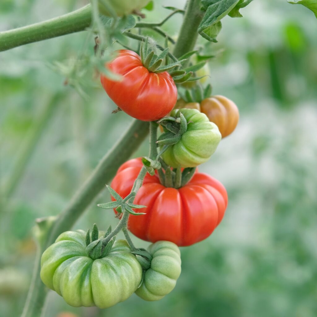 Vegetable Italian Tomato Costoluto Fiorentino | Tomato