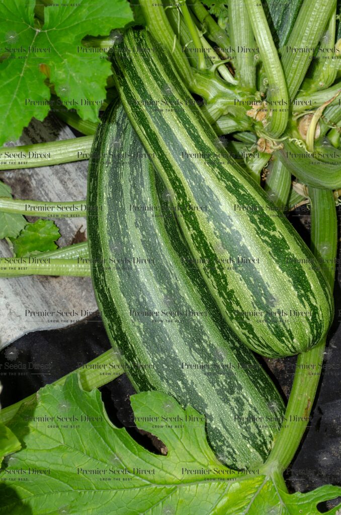 Italian Courgette Cocozelle Di Napoli | Courgette | Premier Seeds ...
