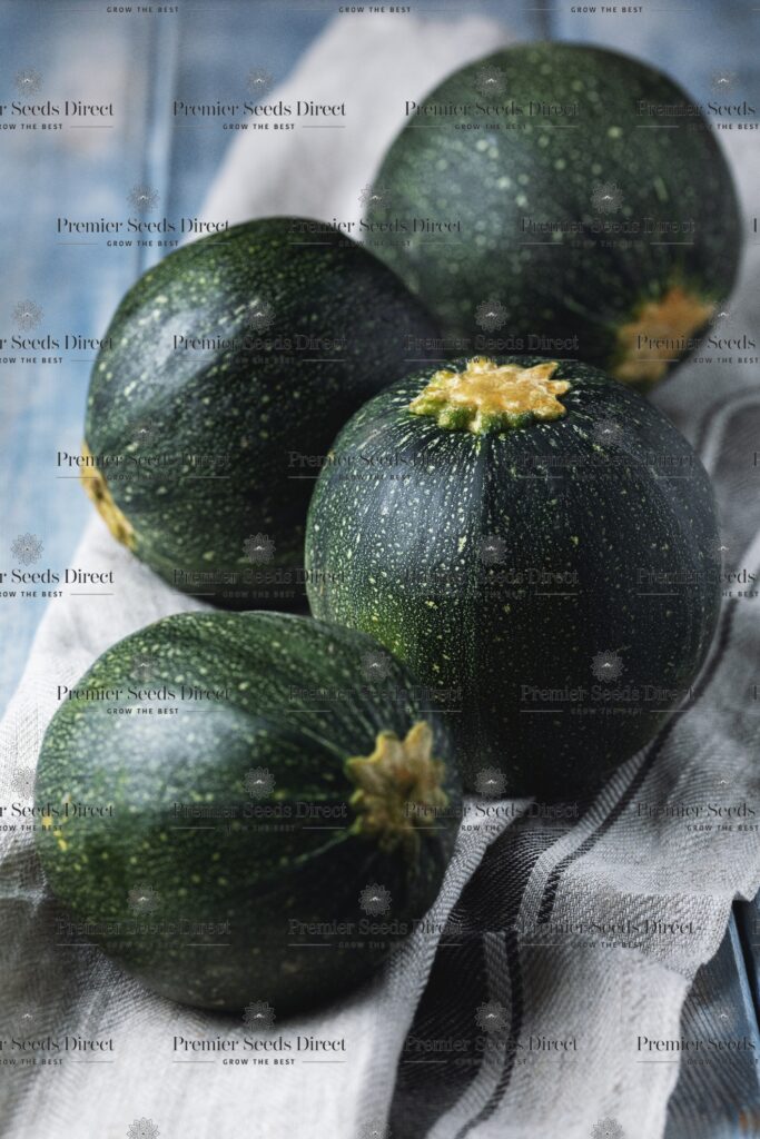 Courgette - Zucchini Eight Ball | Courgette | Premier Seeds Direct ltd