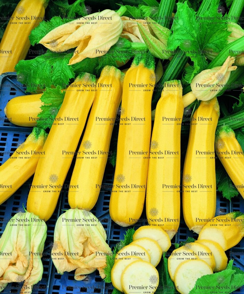 Courgette - Zucchini Golden Zebra F1 | Courgette | Premier Seeds Direct ltd