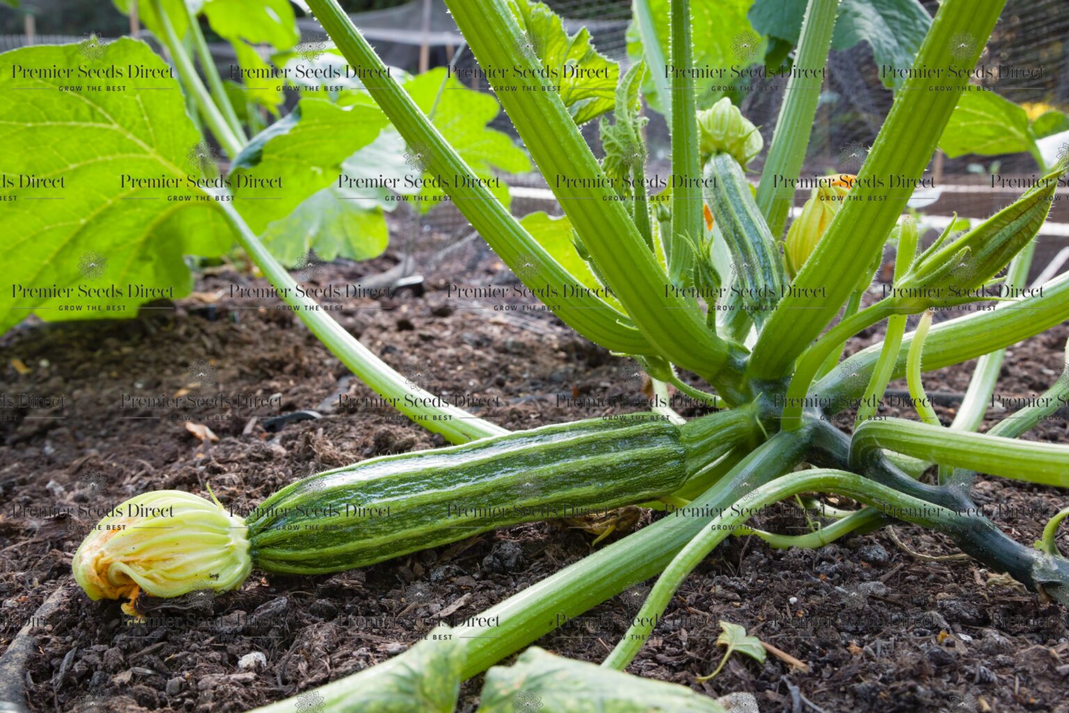 Italian Courgette Romanesco | Courgette | Premier Seeds Direct ltd