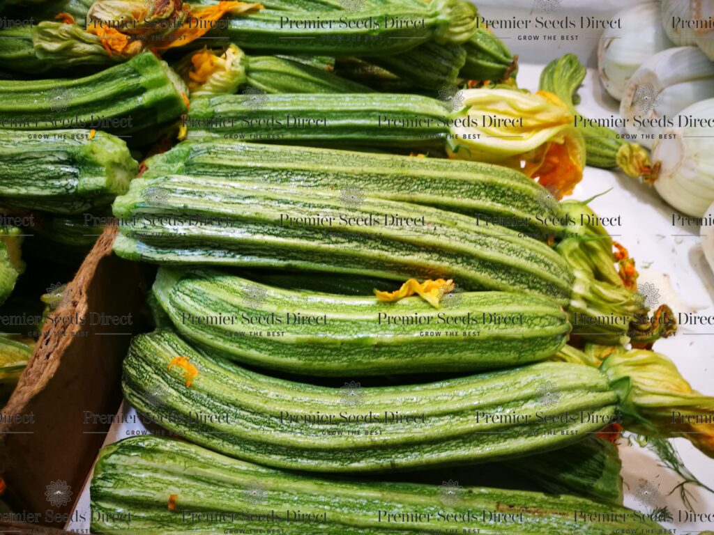 Italian Courgette Romanesco | Courgette | Premier Seeds Direct ltd