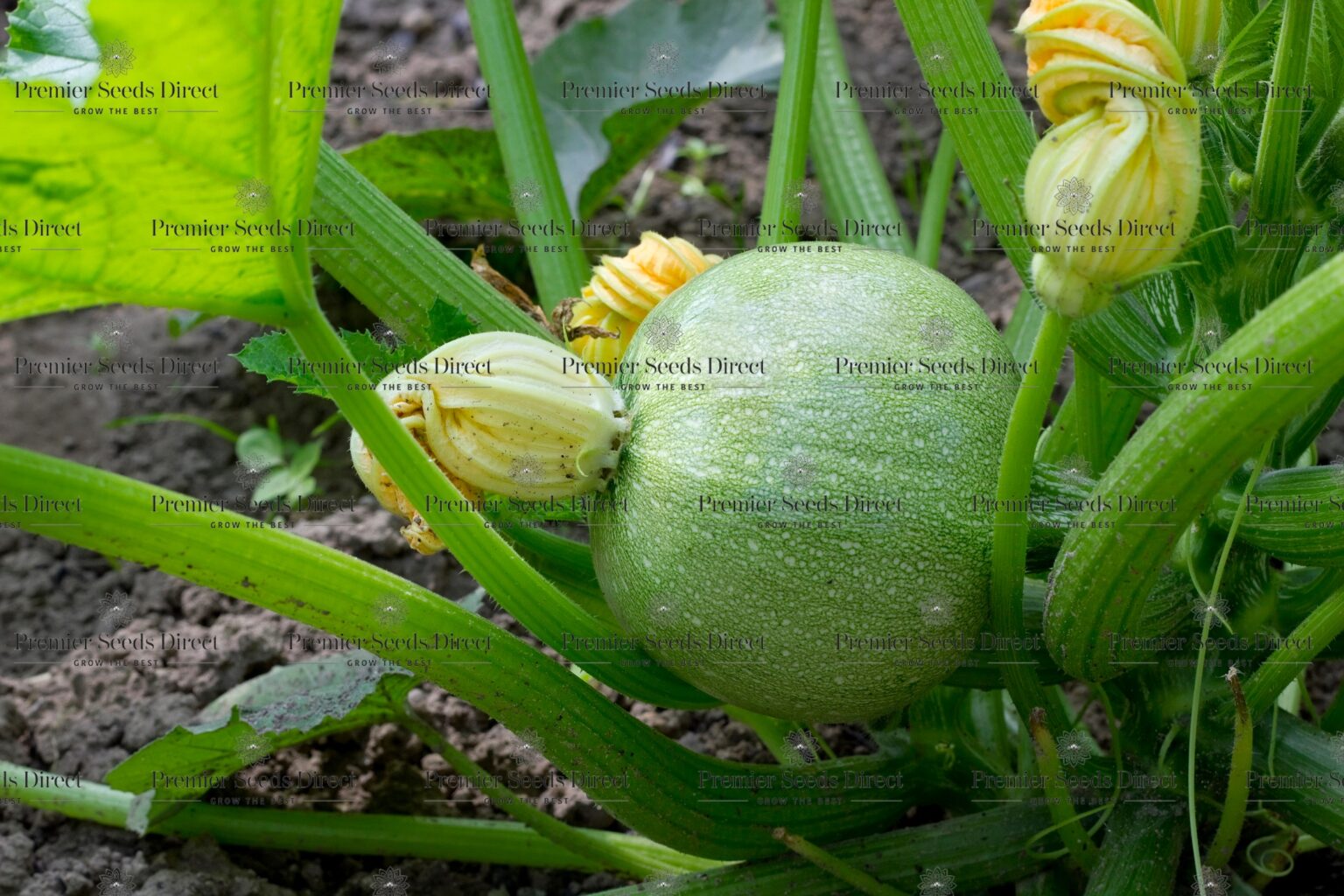 Italian Courgette Tondo Chiaro Di Nizza | Courgette | Premier Seeds ...