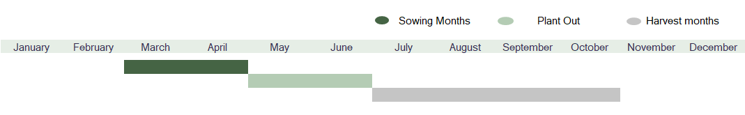 Courgette Trombetta D'Albenga | Courgette